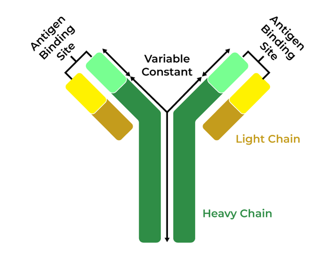 Types of Antibody and Functions - GeeksforGeeks