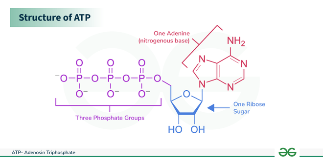 What are the Three Main Parts of a Nucleotide? - GeeksforGeeks