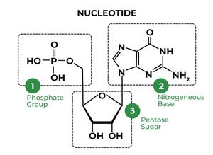 What are the Three Main Parts of a Nucleotide? - GeeksforGeeks