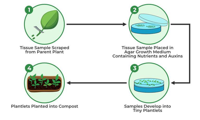 Plant Tissue Culture - GeeksforGeeks