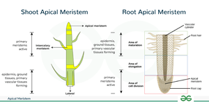 Apical Meristem: Meaning and Function - GeeksforGeeks