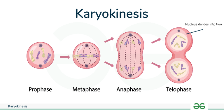 What is Karyokinesis? - GeeksforGeeks