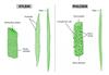 Plant Tissue System - GeeksforGeeks