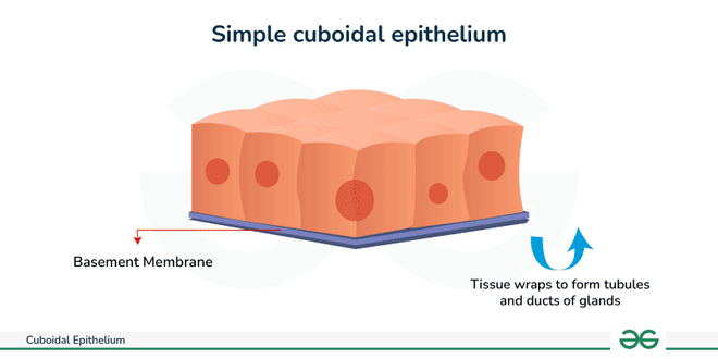 Cuboidal Epithelium - Types Diagram, and Functions - GeeksforGeeks