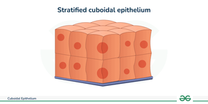 Cuboidal Epithelium - Types Diagram, and Functions - GeeksforGeeks