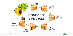 Honey Bee Life Cycle - GeeksforGeeks