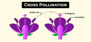 Types of Pollination - GeeksforGeeks