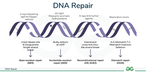 DNA Repair - Damage & Types of Repair - GeeksforGeeks