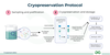 Cryopreservation - GeeksforGeeks