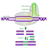 Genome Editing - GeeksforGeeks