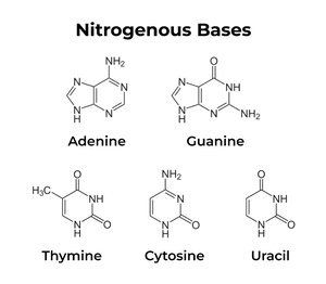 Biomolecules - Definition, Structure, Classification, Examples ...