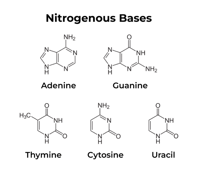 Biomolecules - Definition, Structure, Classification, Examples ...