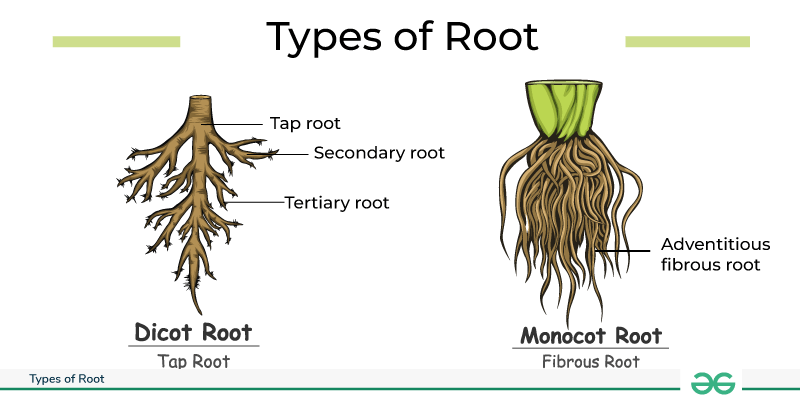 Tap Root Diagram GeeksforGeeks Tap Root Diagram GeeksforGeeks