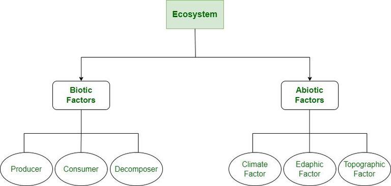 What is a Natural Ecosystem? - GeeksforGeeks