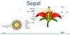 The Role of Sepals in Flower Development and Protection - GeeksforGeeks