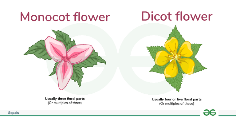 The Role of Sepals in Flower Development and Protection - GeeksforGeeks