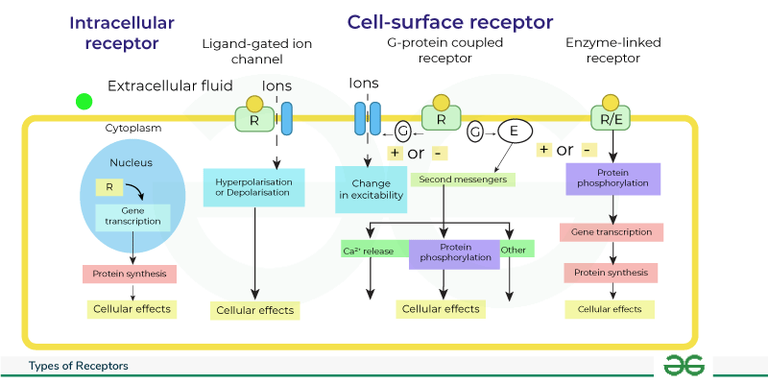 Types of Receptors - GeeksforGeeks