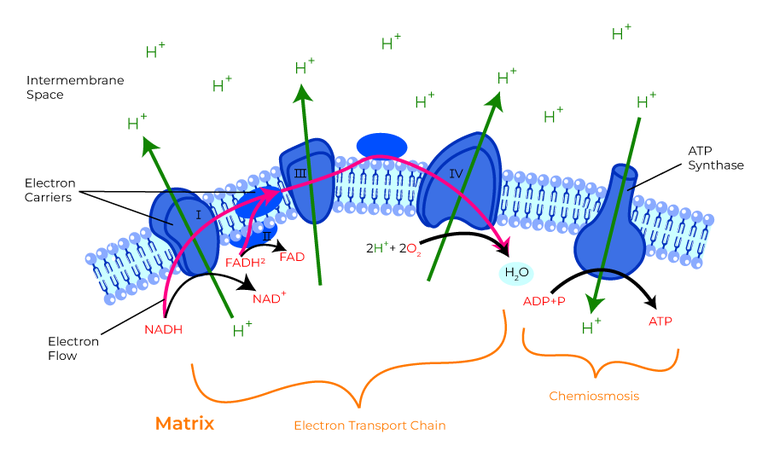Oxidative Phosphorylation - GeeksforGeeks