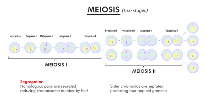 Significance of Meiosis - GeeksforGeeks