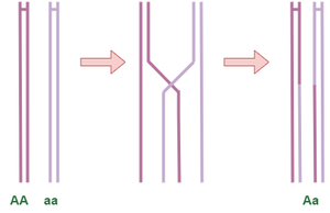 Difference Between Translocation and Crossing Over - GeeksforGeeks