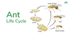 Ant Life Cycle - GeeksforGeeks