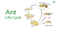 Ant Life Cycle - GeeksforGeeks