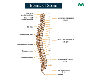 Vertebrae - Bones, Diagram and Features - GeeksforGeeks