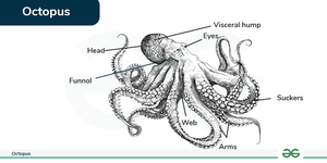 Octopus Diagram - Classification and Morphology - GeeksforGeeks