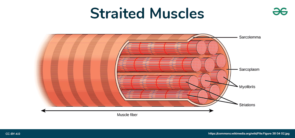 What Are Striated Muscles And Their Functions GeeksforGeeks What Are Striated Muscles And Their Functions GeeksforGeeks