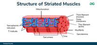 What are Striated Muscles and Their Functions? - GeeksforGeeks