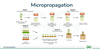 Micropropagation - GeeksforGeeks