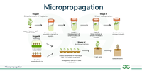 Micropropagation - GeeksforGeeks