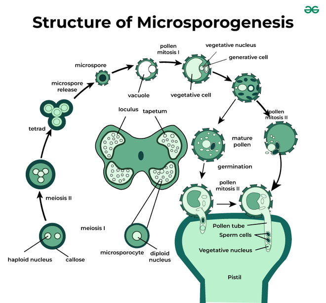 Overview of Microsporangia - Structure, Function and Diagram ...