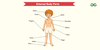 Human Body Parts Names in English and Hindi (Pictures) - GeeksforGeeks