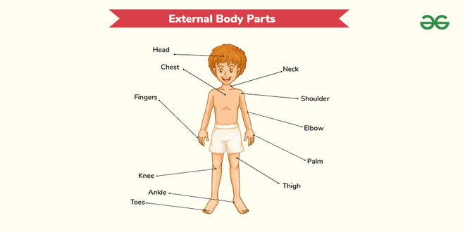 Human Body Parts Names in English and Hindi (Pictures) - GeeksforGeeks