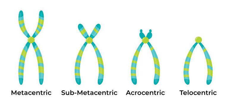 Chromosomes Structure and Functions - GeeksforGeeks