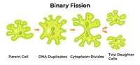 Bacterial Genetics - GeeksforGeeks