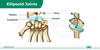 Ellipsoid Joints - GeeksforGeeks