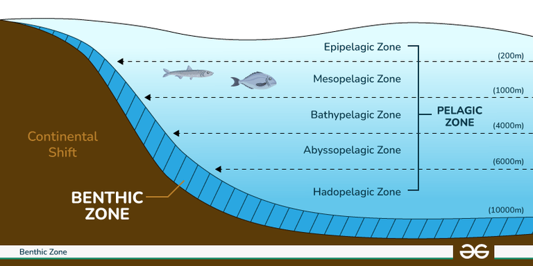 Pelagic Zone - GeeksforGeeks