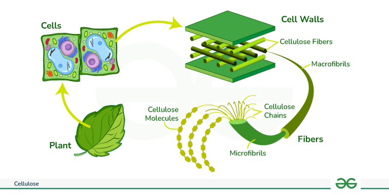 Cellulose In Digestion - Herbivores, Termites, & Ruminants - GeeksforGeeks