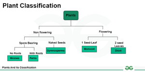 Classification of Plants - GeeksforGeeks