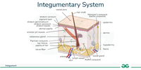 Integument in Biology - GeeksforGeeks
