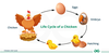Chicken Life Cycle - Stages, Facts and FAQs - GeeksforGeeks