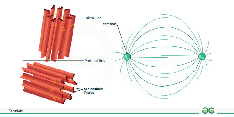 Centriole - Structure & Functions - GeeksforGeeks