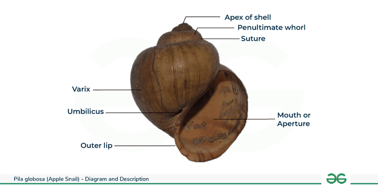 Pila globosa (Apple Snail) - Diagram Habitat, and Description ...