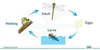 Life Cycle of Dragon Fly: Diagram, & Stages - GeeksforGeeks