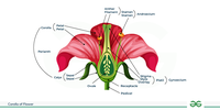 Corolla of Flower - Meaning, Features, Variations and Functions ...