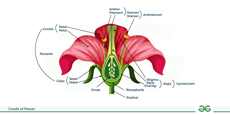 Corolla of Flower - Meaning, Features, Variations and Functions ...