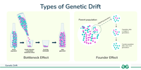 Genetic Drift - GeeksforGeeks