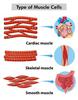 Muscular System | Diagram, Types and Functions - GeeksforGeeks